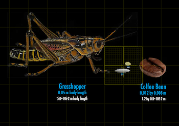 Number sleuth's Magnify the Universe