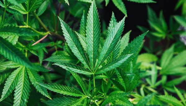 Most Potent Strains - Cultural Daily