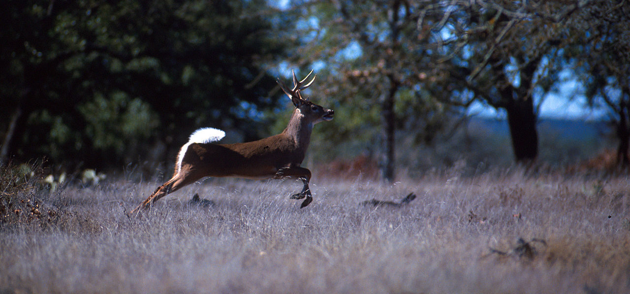 Cole Huling: “the deer” - Cultural Daily