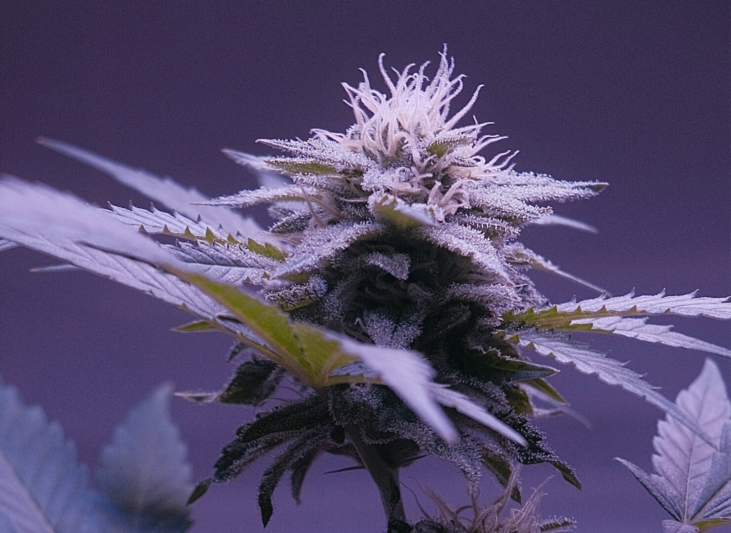 What Happens When You Grow Cannabis Under Blacklight or UV?