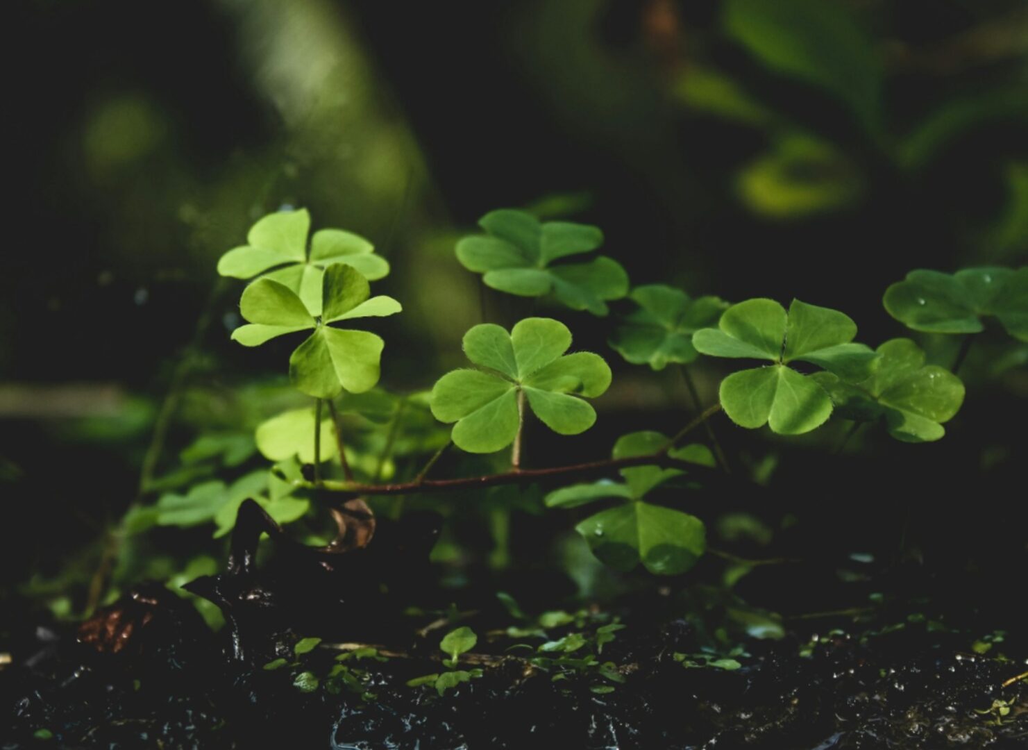 Clover Slots: Top Features and How to Play - Cultural Daily